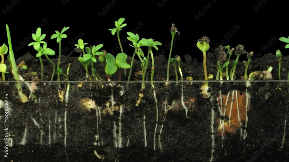 Time lapse of growing germinating mixed vegetables (radish, barley ...