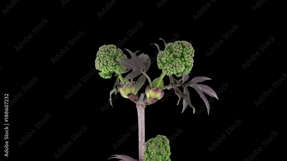 Time-lapse of growing viburnum opulus (water elder, cramp bark ...