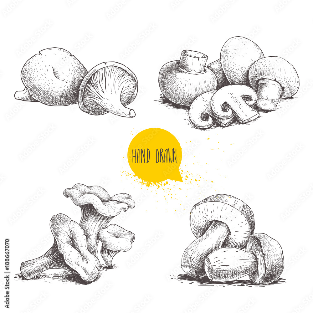 Hand drawn sketch style mushrooms compositions set. Champignon with ...