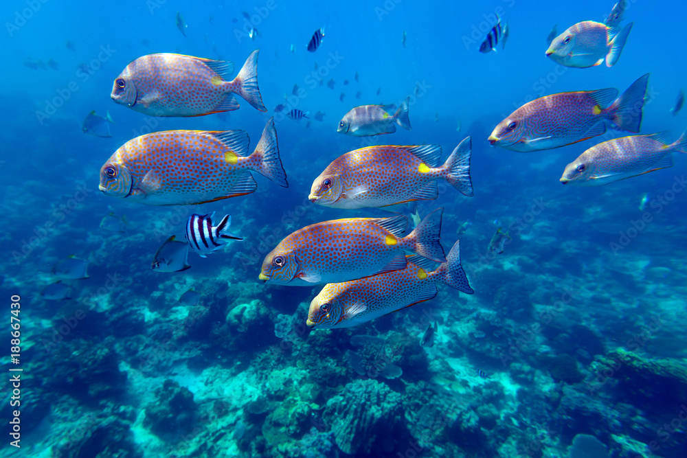 School of bright orange-spotted spinefoot fishes (Siganus guttatus ...