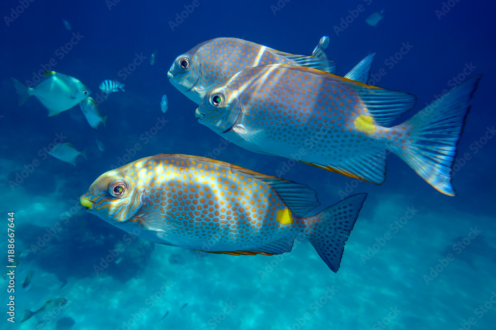 Three orange-spotted spinefoot fishes (Siganus guttatus, Rabbitfish ...