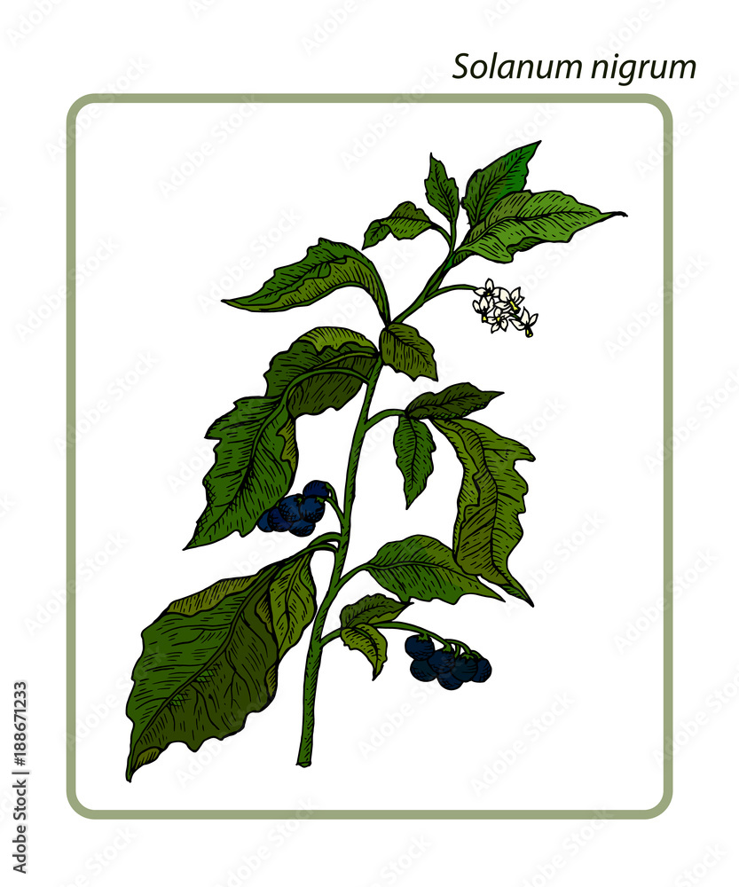 European black nightshade (Solanum nigrum).Hand drawn botanical vector ...
