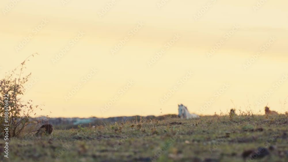 Herd of wild horses moving through the yellow hills, during pink sunset ...