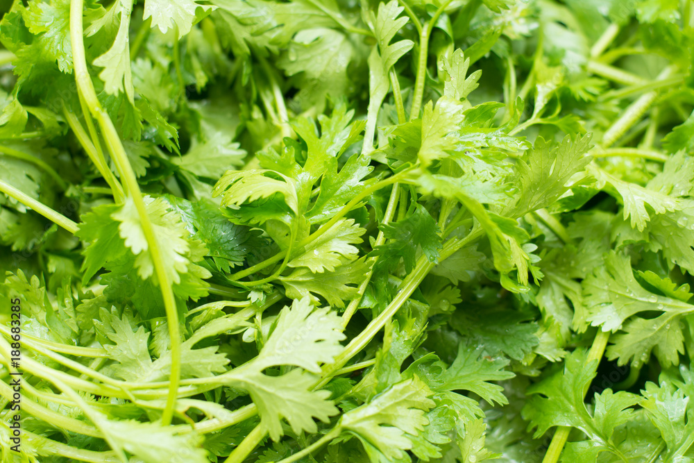 Frsh Coriander sativum - is an annual herb in the family Apiaceae. All ...