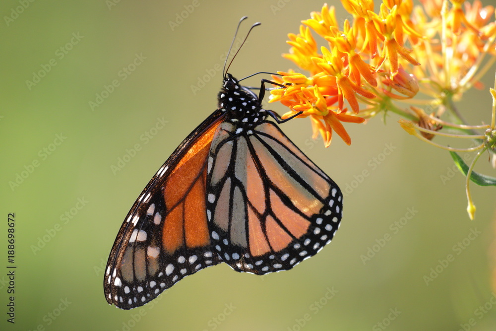 Monarch butterfly on orange milkweed. Stock Photo | Adobe Stock