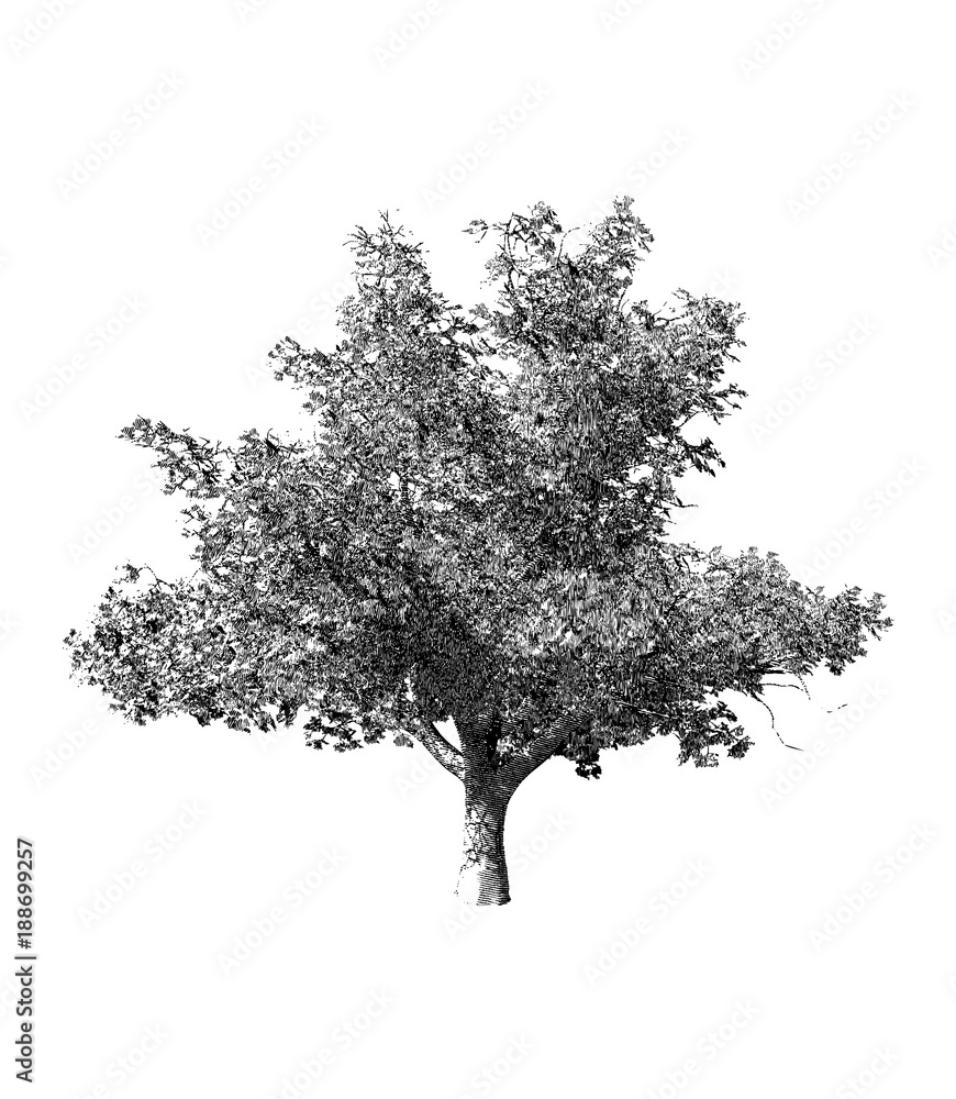 Black and white tree drawing illustration Stock Vector | Adobe Stock