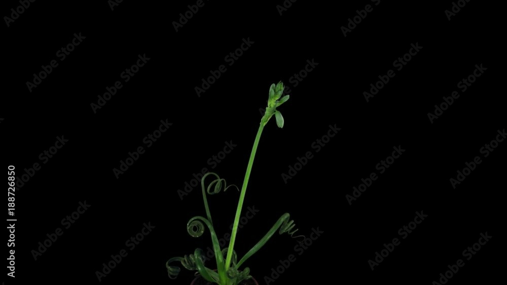 Time-lapse of growing Albuca plant 1a3 in 4K PNG+ format with ALPHA ...