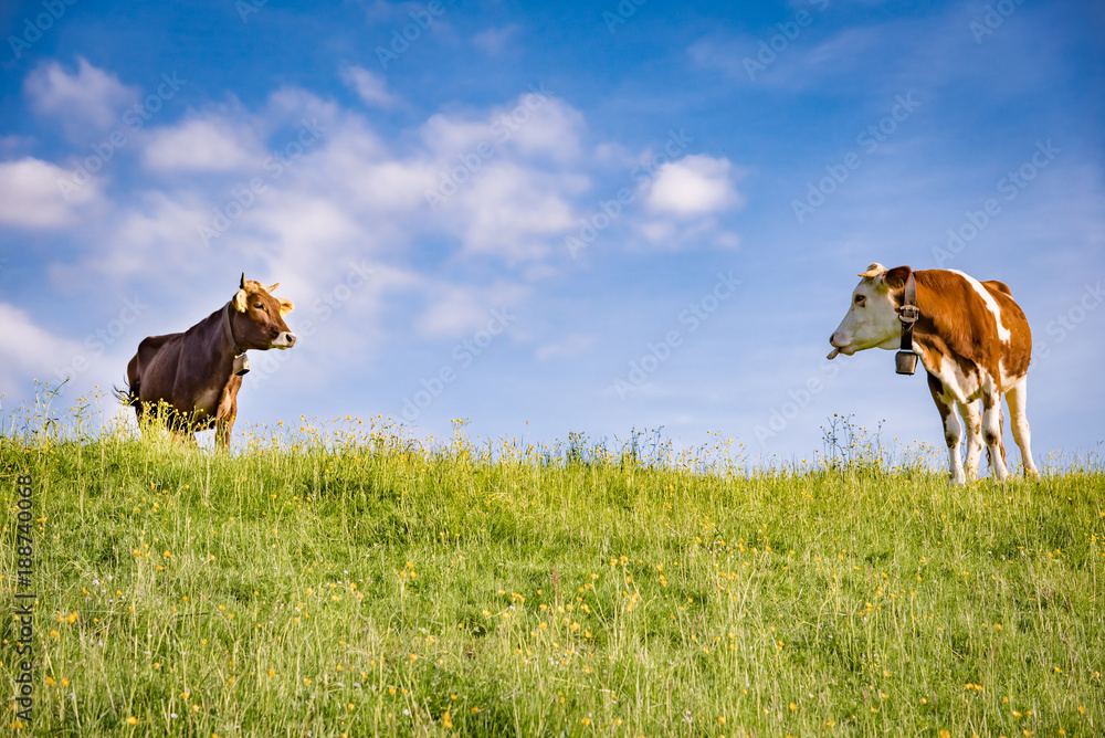 Kurios - Kuh streckt anderer Kuh Zunge raus Stock-Foto | Adobe Stock
