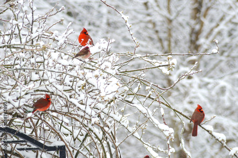 Three Cardinal Birds are perched together in a snowy bush. Stock Photo ...