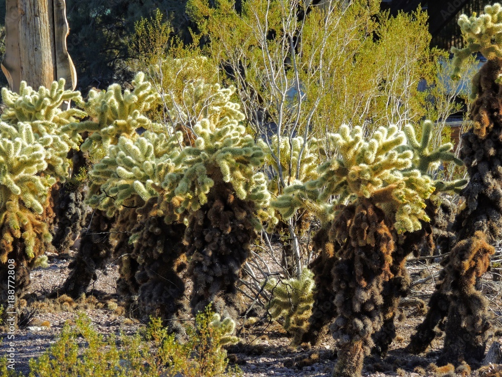 Cholla Jumping Cactus, Cylindropuntia fulgida, the jumping cholla, also ...