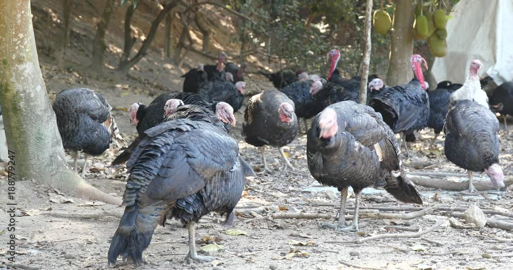 Wild Turkey bird on the farm Stock Video | Adobe Stock