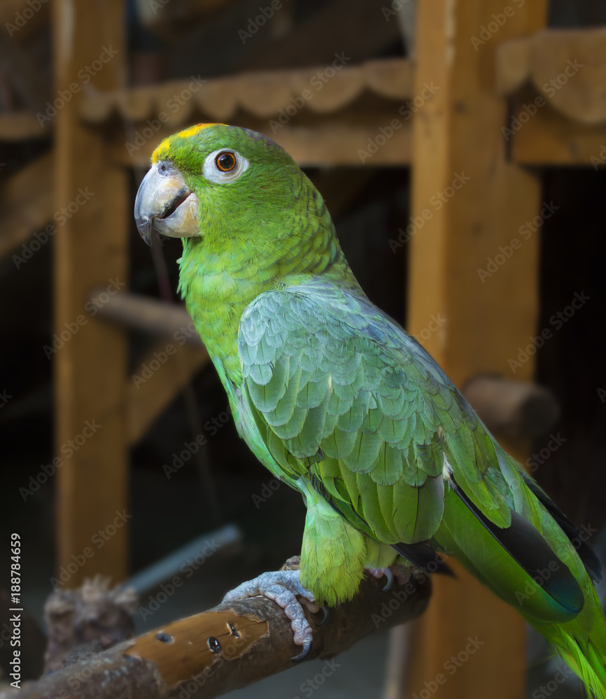 parrot on a stick Stock Photo | Adobe Stock