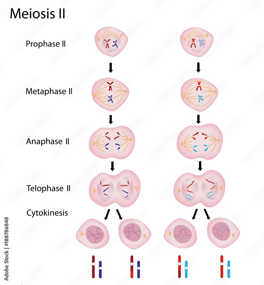 Poster Phases of Meiosis 2 – Wall Art | UkPosters