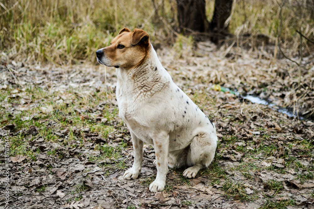 Dog Side View Sitting