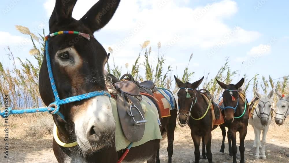 Face of donkey tied up to tree, line of animals standing behind ...