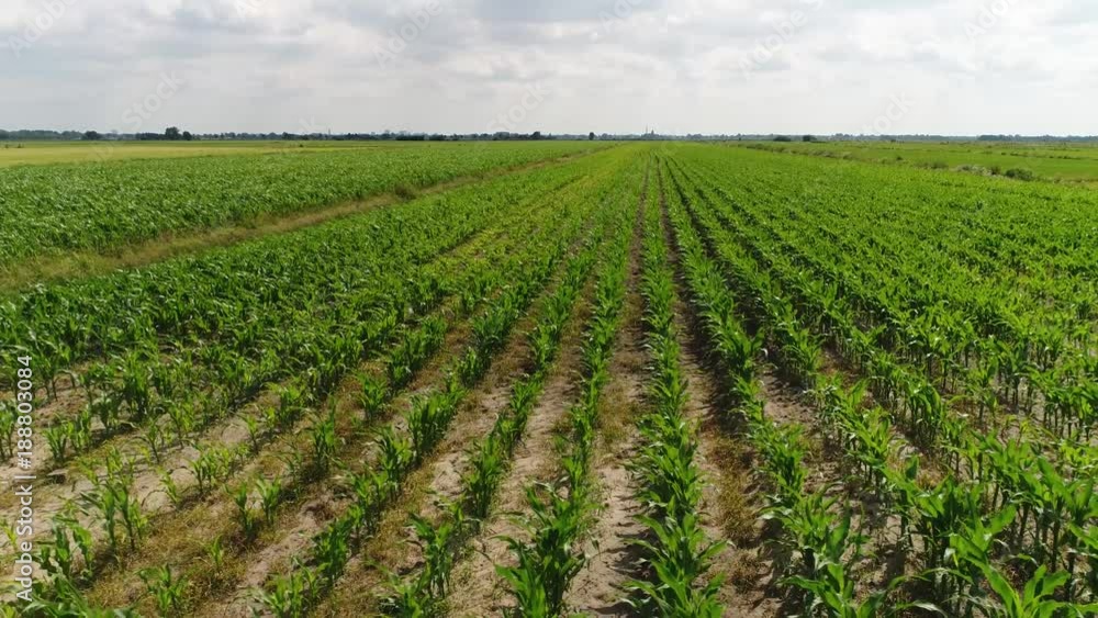 Aerial bird view footage over maize field with still young and small ...