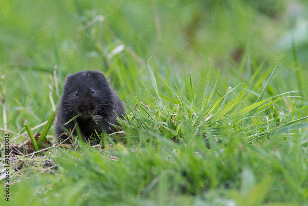 Black Vole