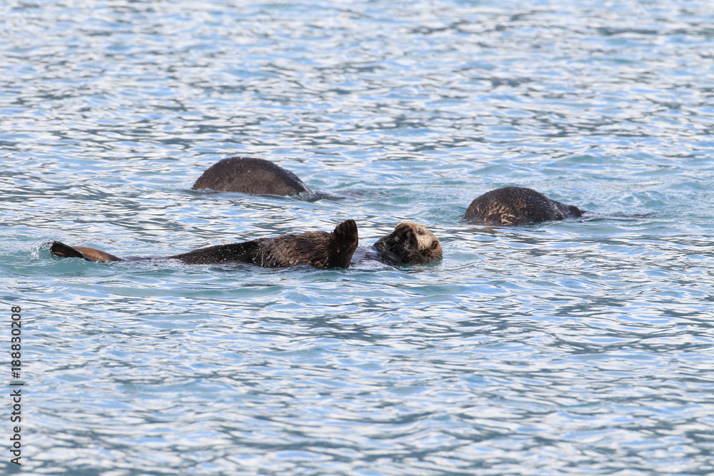 Floating sea otter (asian kalan, Enhydra lutris lutris) Alaska Stock ...