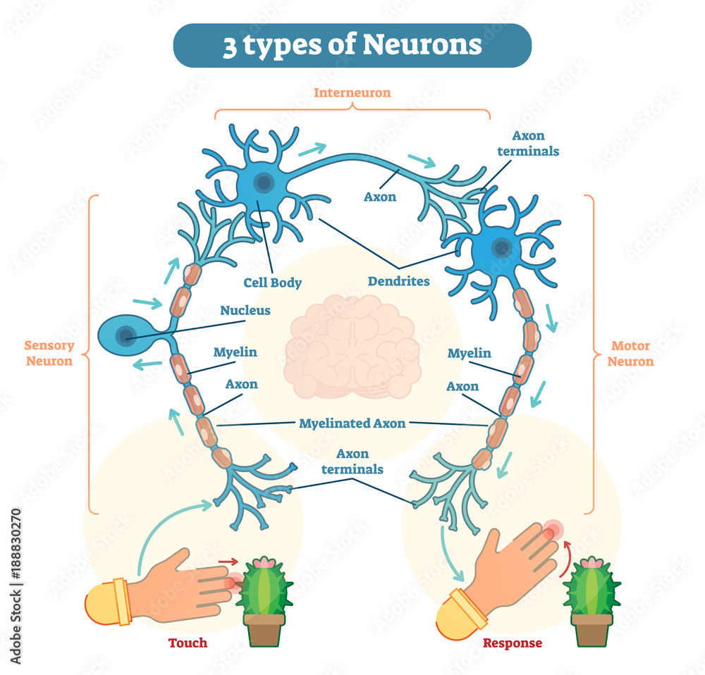 Types of Neurons - sensory, intereuron, motor Stock Vector | Adobe Stock