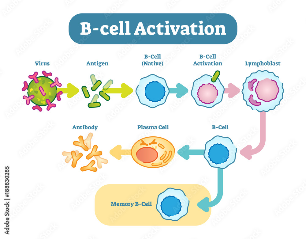 B-Cell activation diagram, vector scheme illustration. Stock Vector ... B-Cell activation diagram, vector scheme illustration. Stock Vector ...