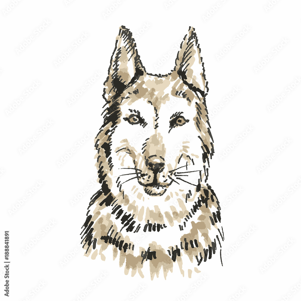 Hand drawn dog, husky. Sketch, vector illustration. Stock Vector ...