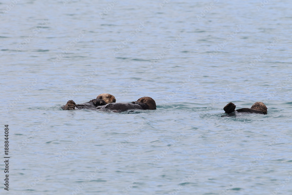 Floating sea otter (asian kalan, Enhydra lutris lutris) Alaska Stock ...