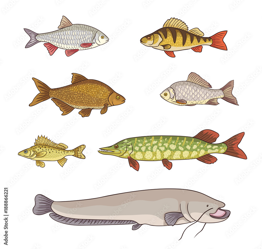 Freshwater fish - vector illustration Stock Vector | Adobe Stock
