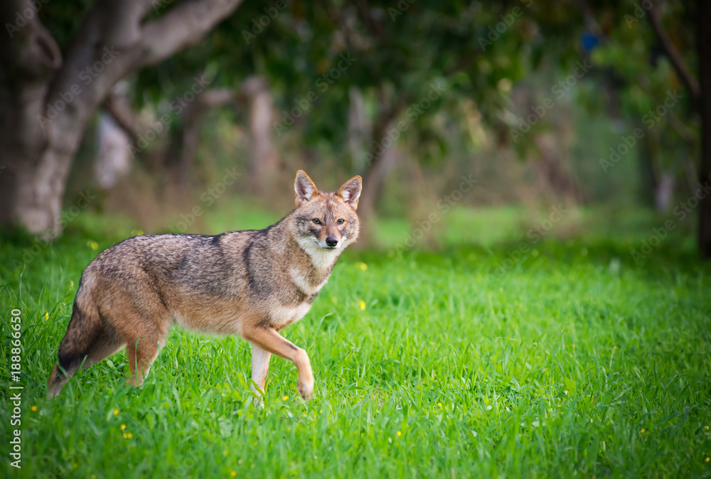 Black backed jackal staring towards the camera in the middle of ...