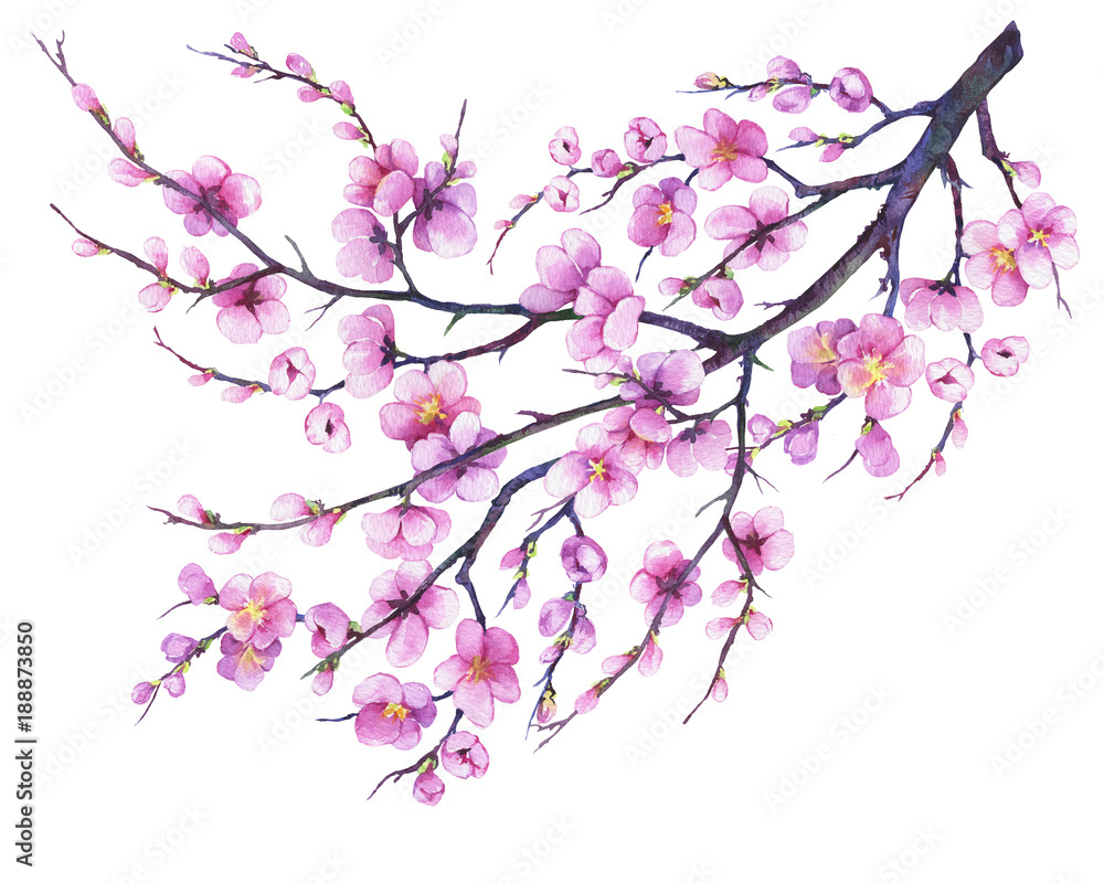 Oriental cherry branch with pink flowers. Japan sakura blossom ...