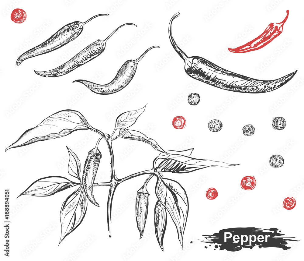 Hand drawn illustration set of chili pepper, capsicum, branch, leaf ...
