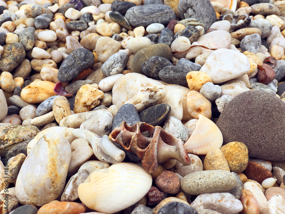 Pebbles and shells on a beach Stock Photo | Adobe Stock