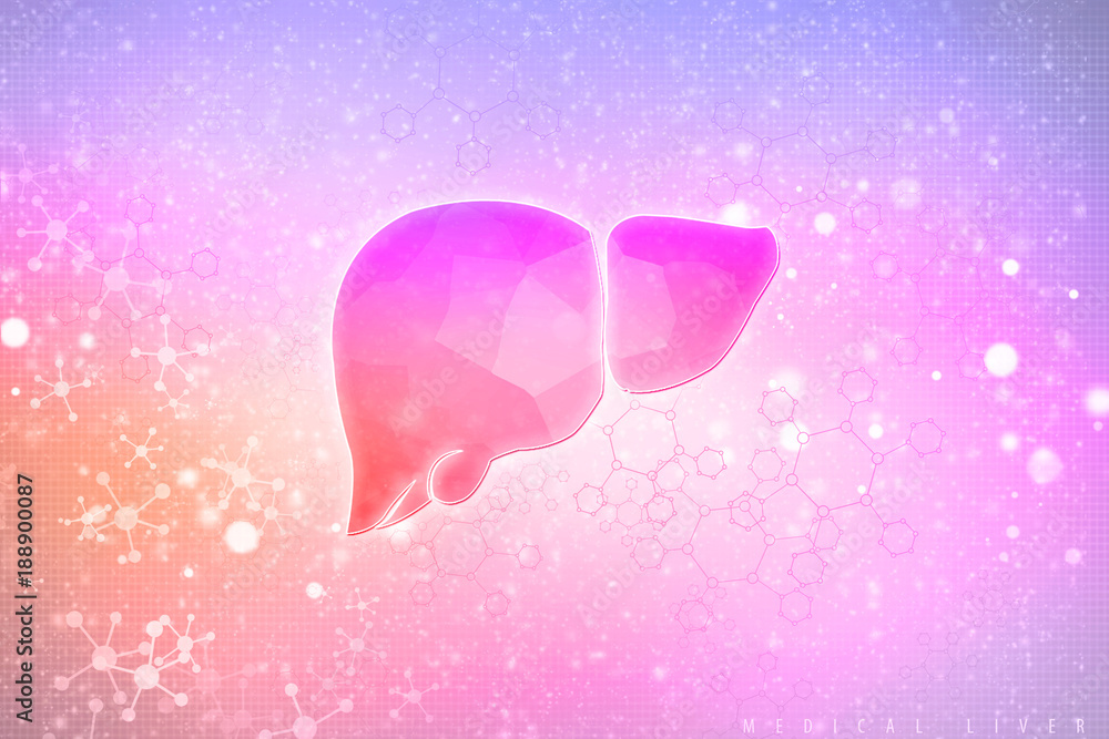 Realistic human liver 2d illustration Stock Illustration | Adobe Stock