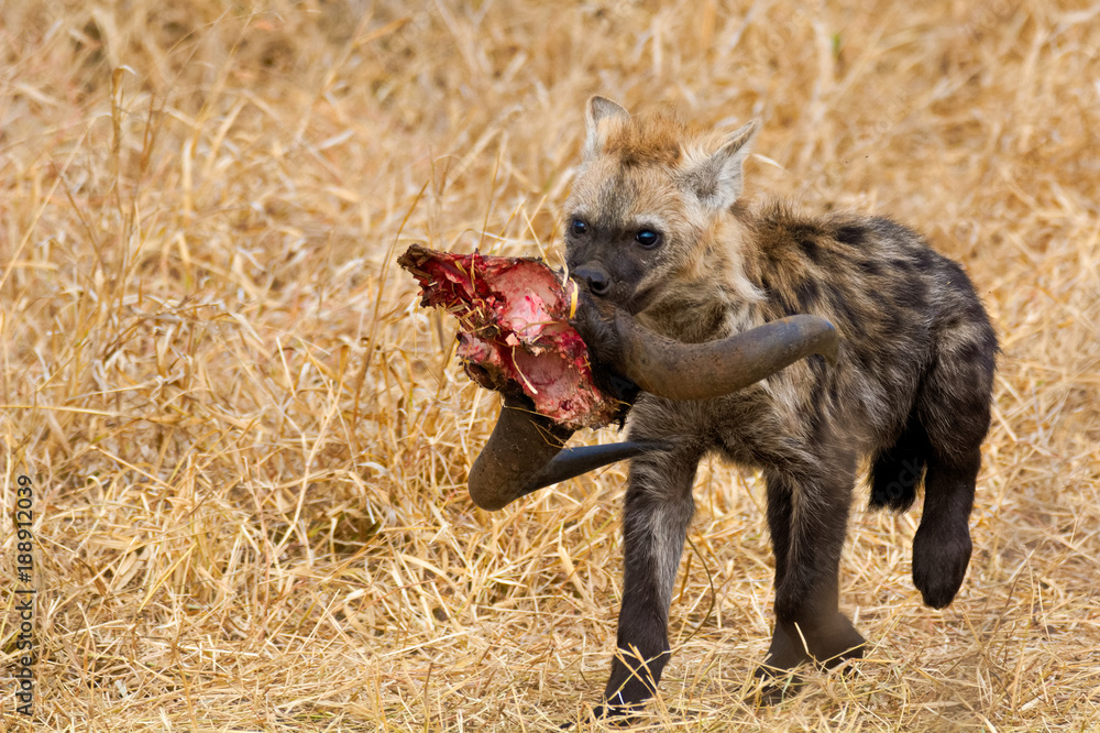 Kopa And Hyena Cub