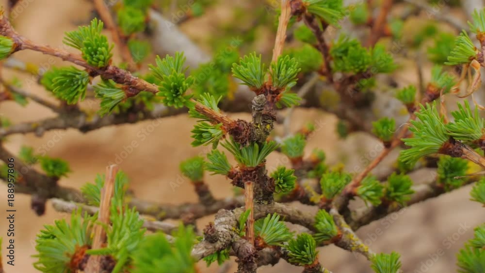 Vidéo Stock Beautiful young needles larch closeup of green color. Young ...