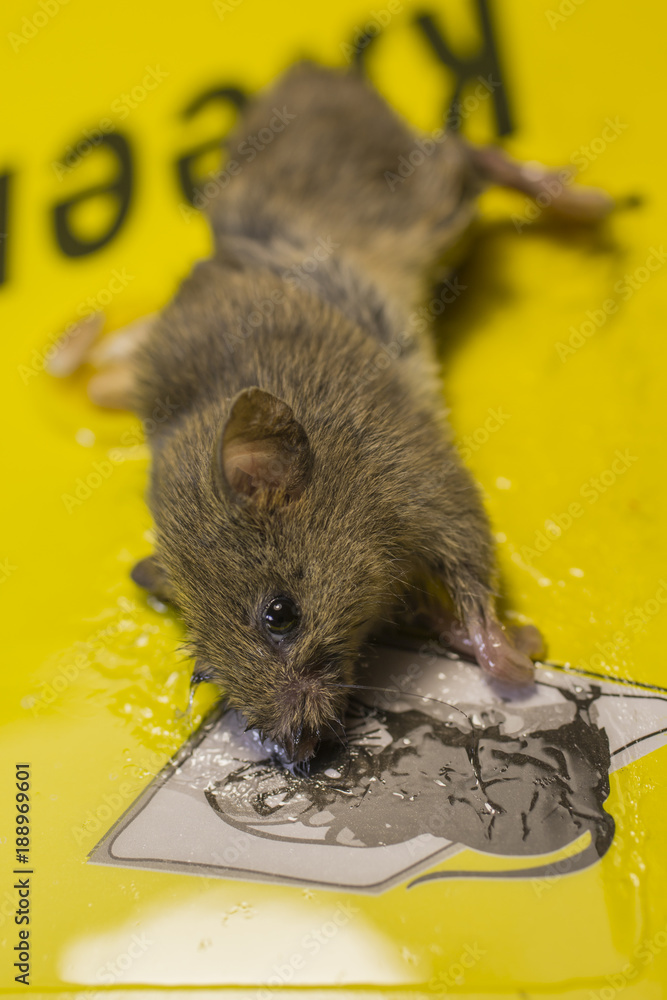 Adhesive mouse trap. The destruction of rodents. Death from sticking ...
