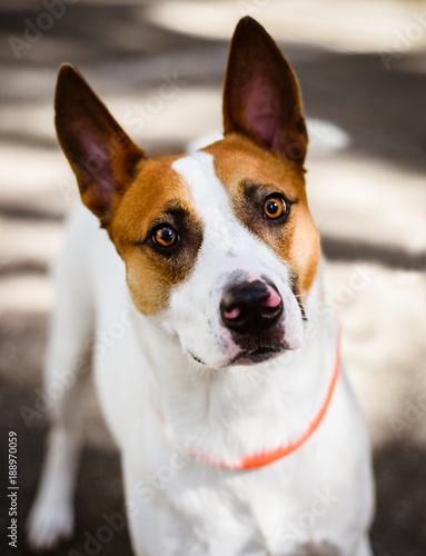 Black And Brown Dogs With Pointy Ears