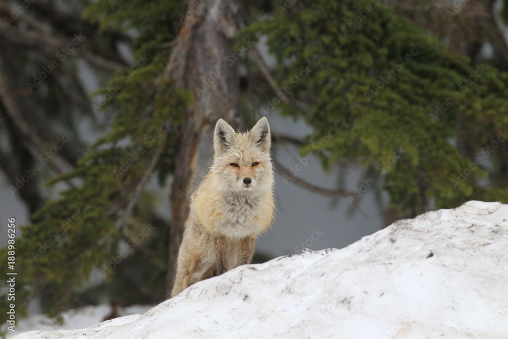 Red Fox (rare Cascade subspecies) in Winter Habitat in the Cascade ...