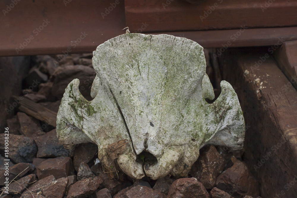 The remains of a wild boar, on the railroad. The skull of a wild pig ...