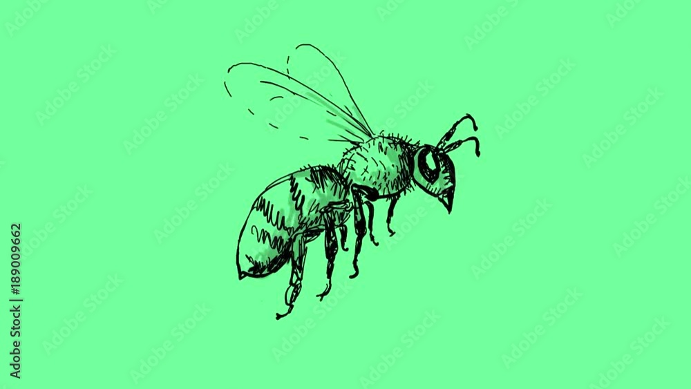2d Animation motion graphics showing a bumble bee flying flapping wing ...