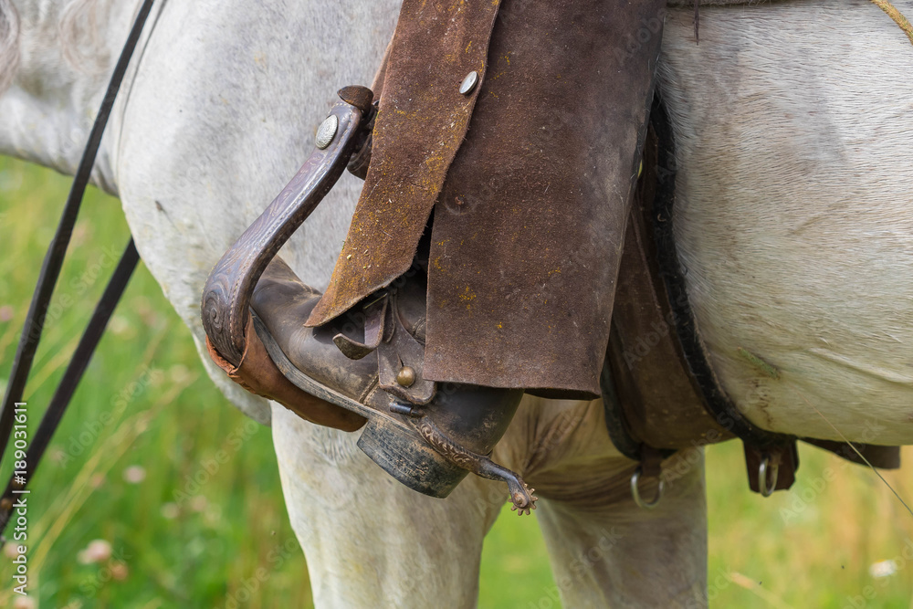 closeup, rider, horse, mammal, hat, white, western, ride, stallion ...