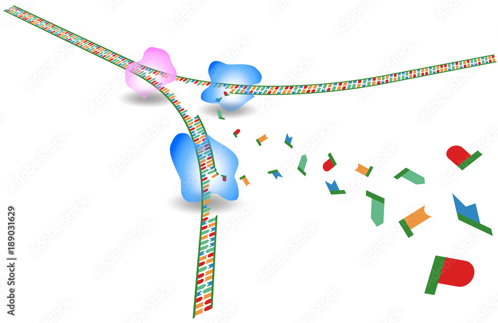 DNA replication Stock Vector | Adobe Stock