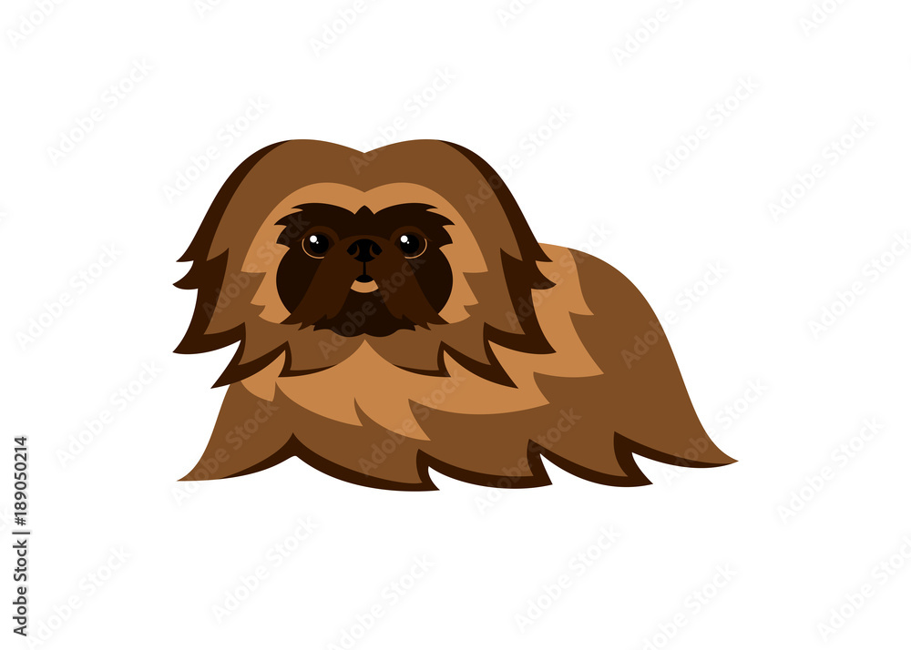 Pekingese dog vector illustration. Cartoon character of a Chinese dog ...