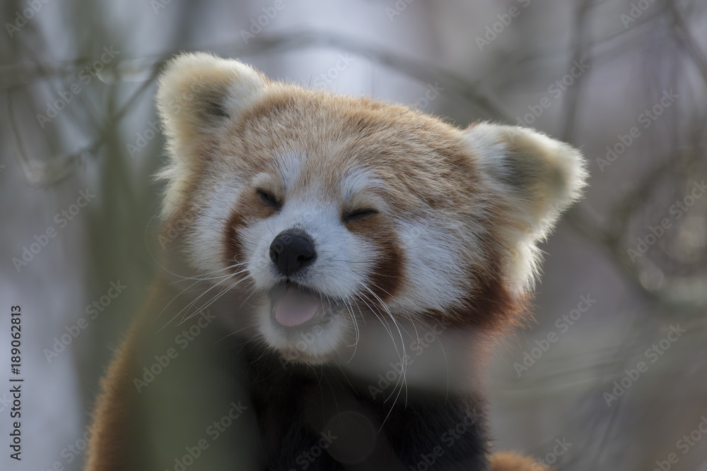 Laughing Red Panda