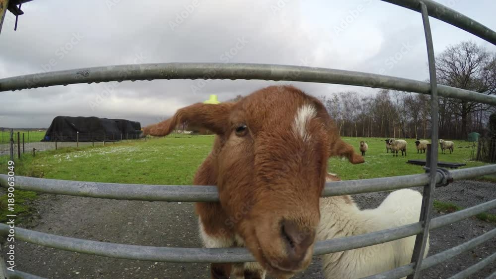 Static footage of cute white and brown young goat behind farmers gate ...