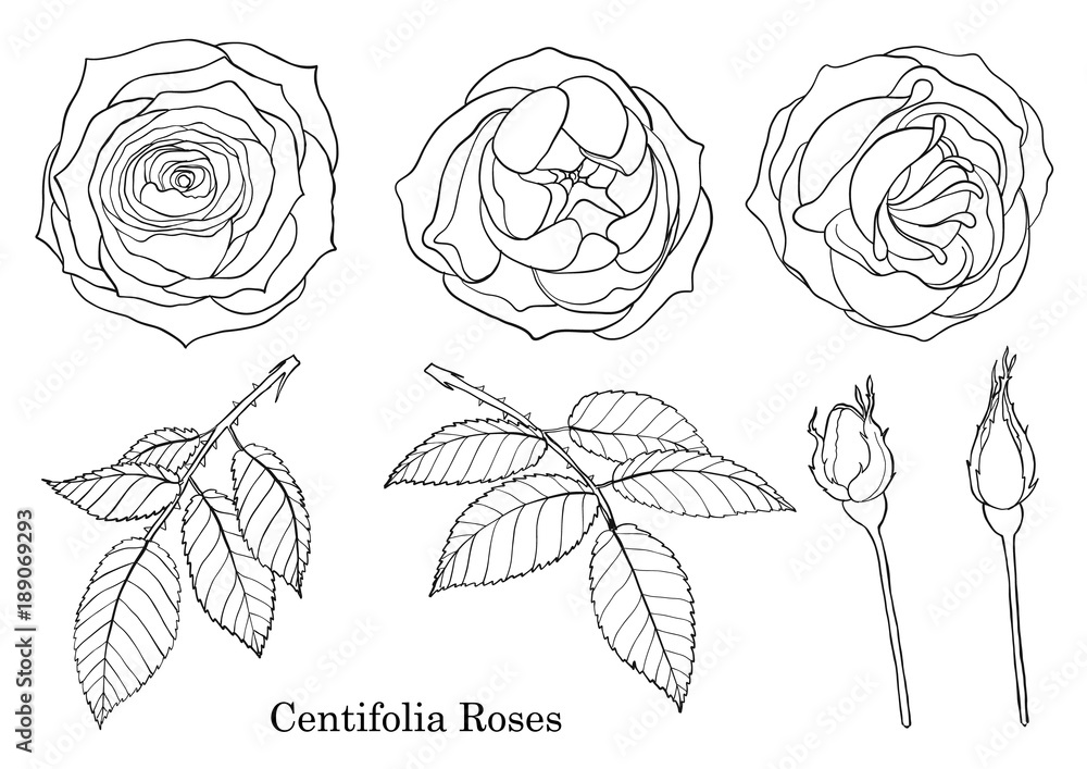 Rose vector set by hand drawing.Beautiful flower on white background ...