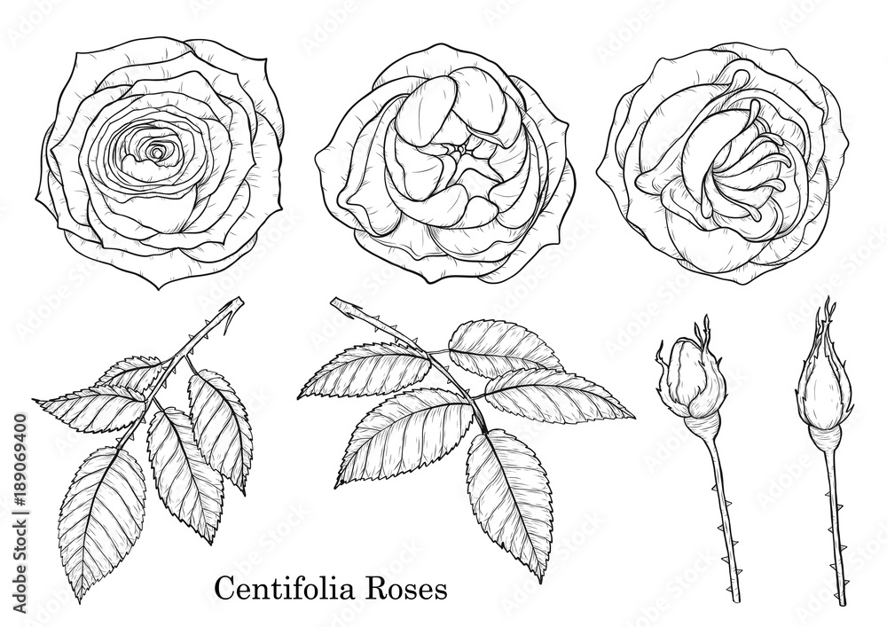 Rose vector set by hand drawing.Beautiful flower on white background ...