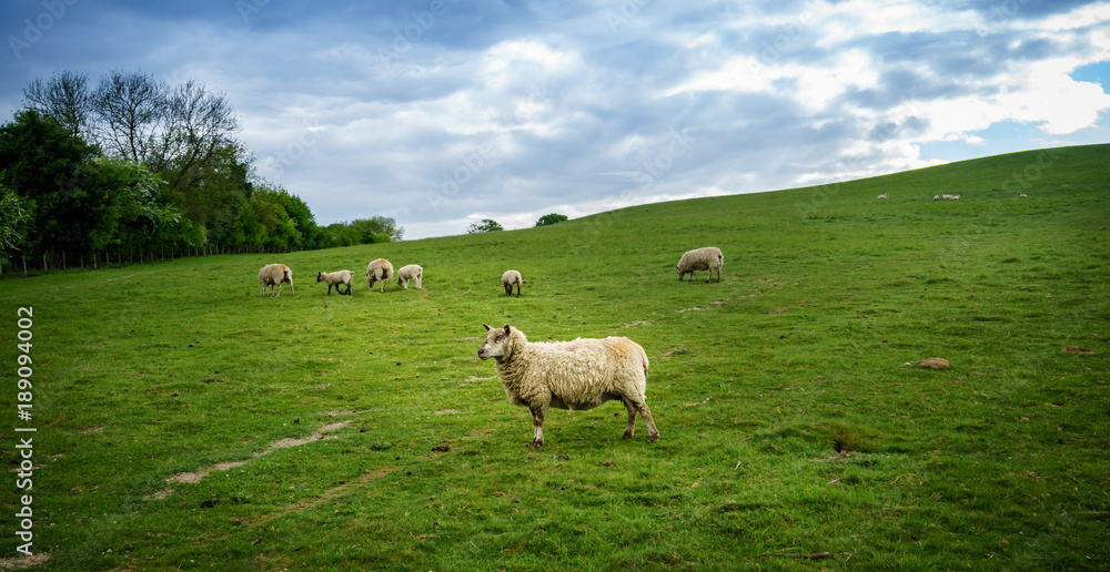 Flock of sheep grazing in the field at cloudy day Stock Photo | Adobe Stock