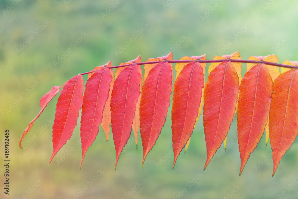 Red leaves of the staghorn sumac tree (Rhus typhina) in fall season ...