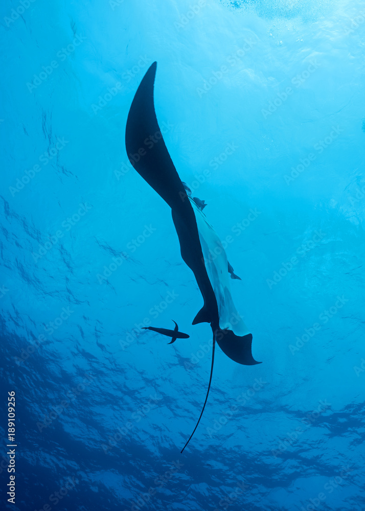 Giant Oceanic Manta Ray, diving in Socorro, Mexico. Revillagigedo ...