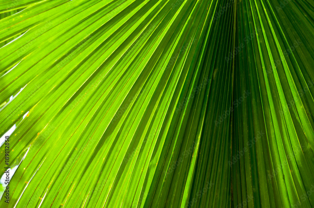 plam leaf Stock Photo | Adobe Stock